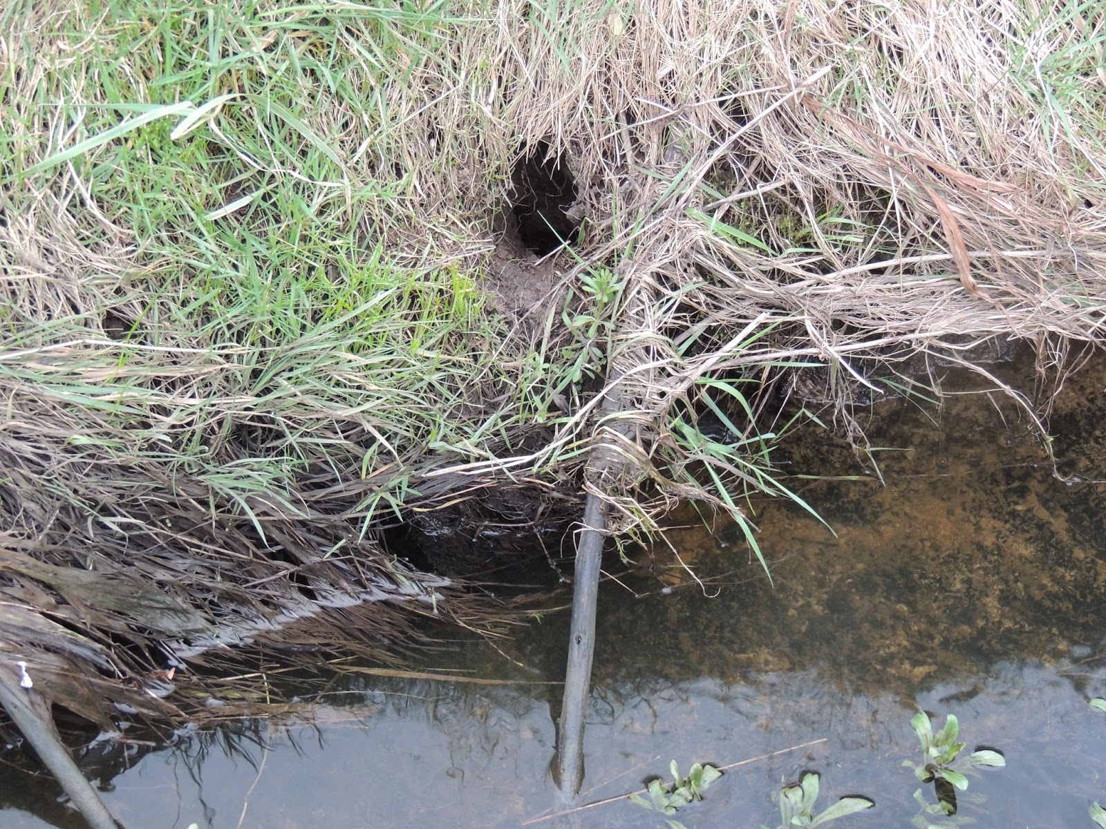 About a Brook: Water Vole Signs - Collect the Set!