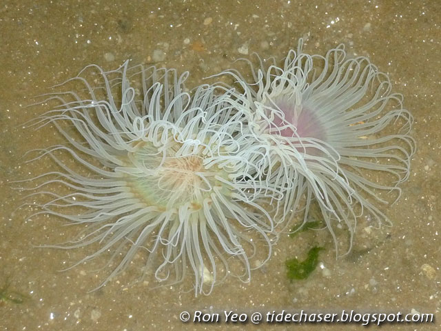 tHE tiDE cHAsER: Tube Anemones (Phylum Cnidaria: Order Ceriantharia) of ...