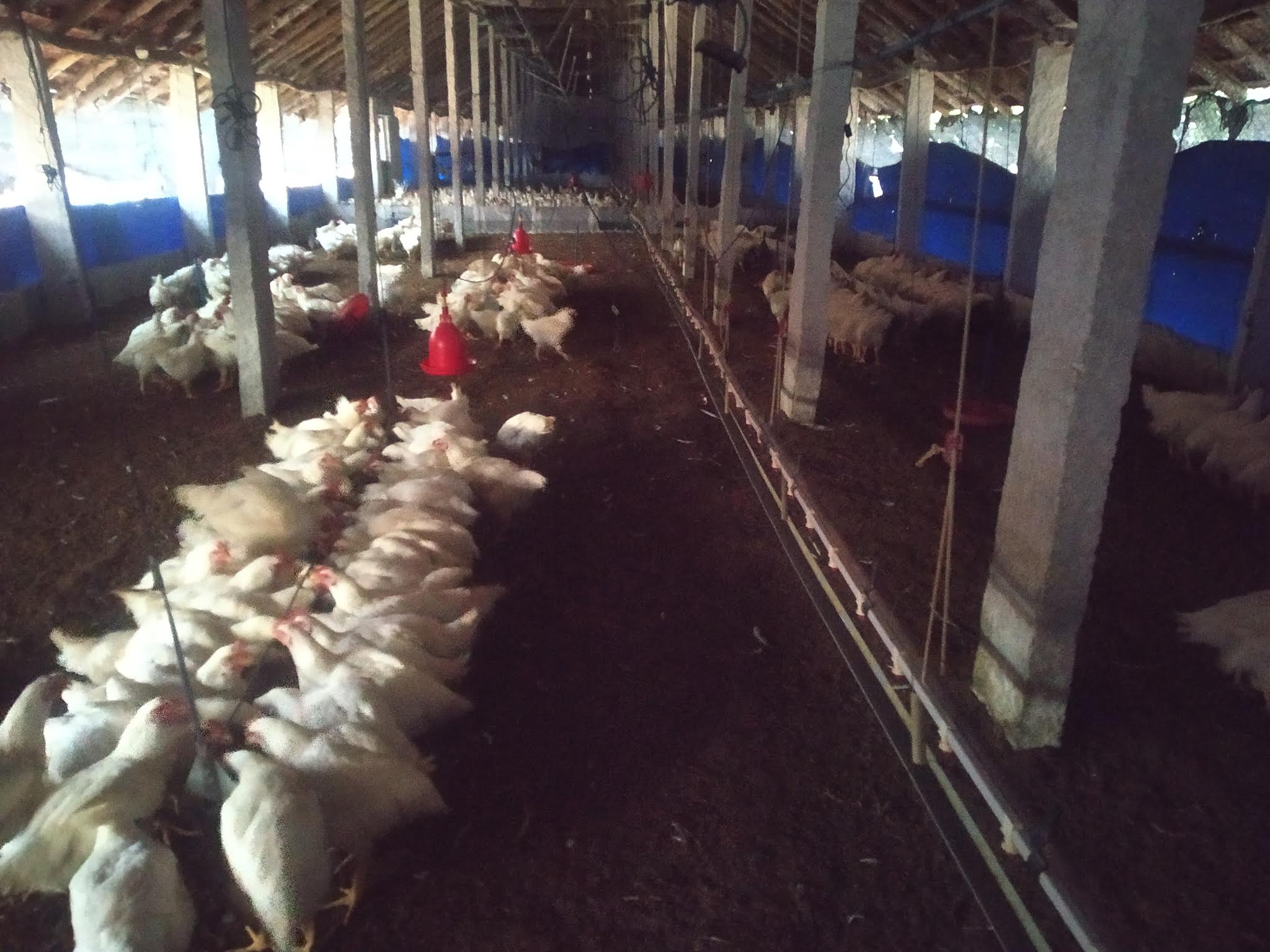 SHED PREPARATION FOR BROODING IN THE POULTRY - Poultry farm information