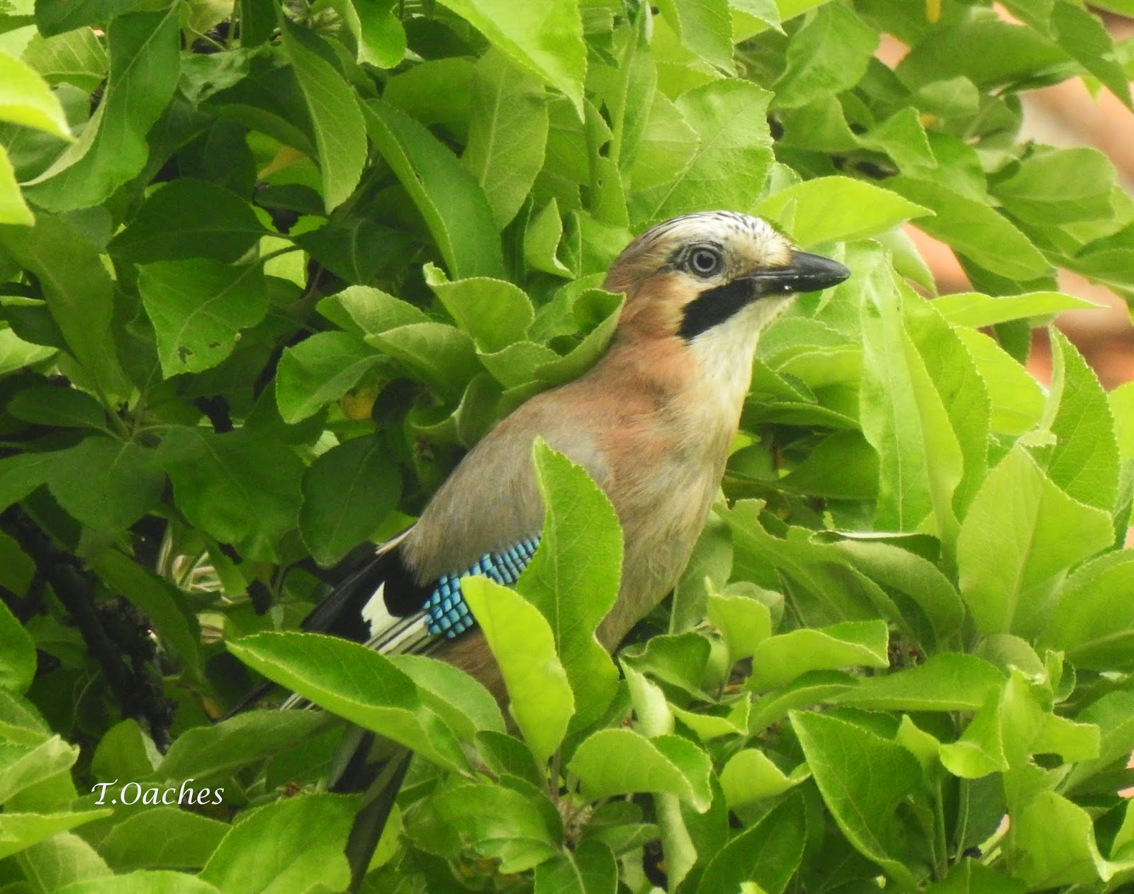 PASARI DIN ROMANIA: GAITA, Garrulus glandarius