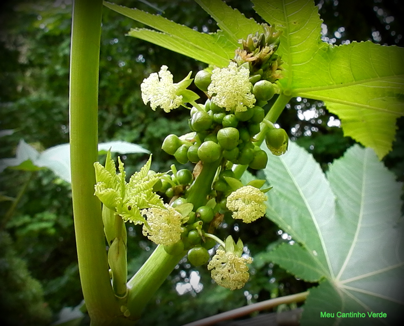 Meu Cantinho Verde: MAMONA - ( Ricinus communis )