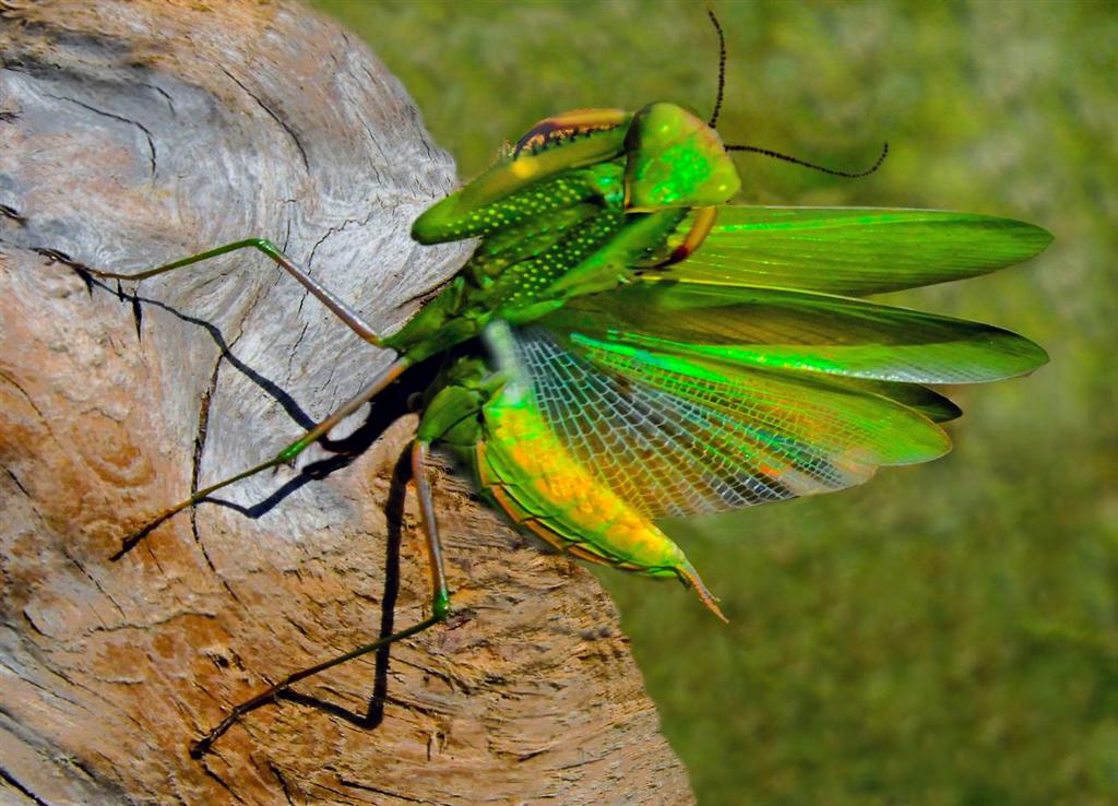 Mendonoma Sightings: Two photos of a Praying Mantis from coastal ...