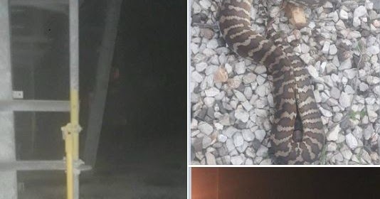 Snake blamed for Power Outage in Port Moresby - Papua New Guinea Today