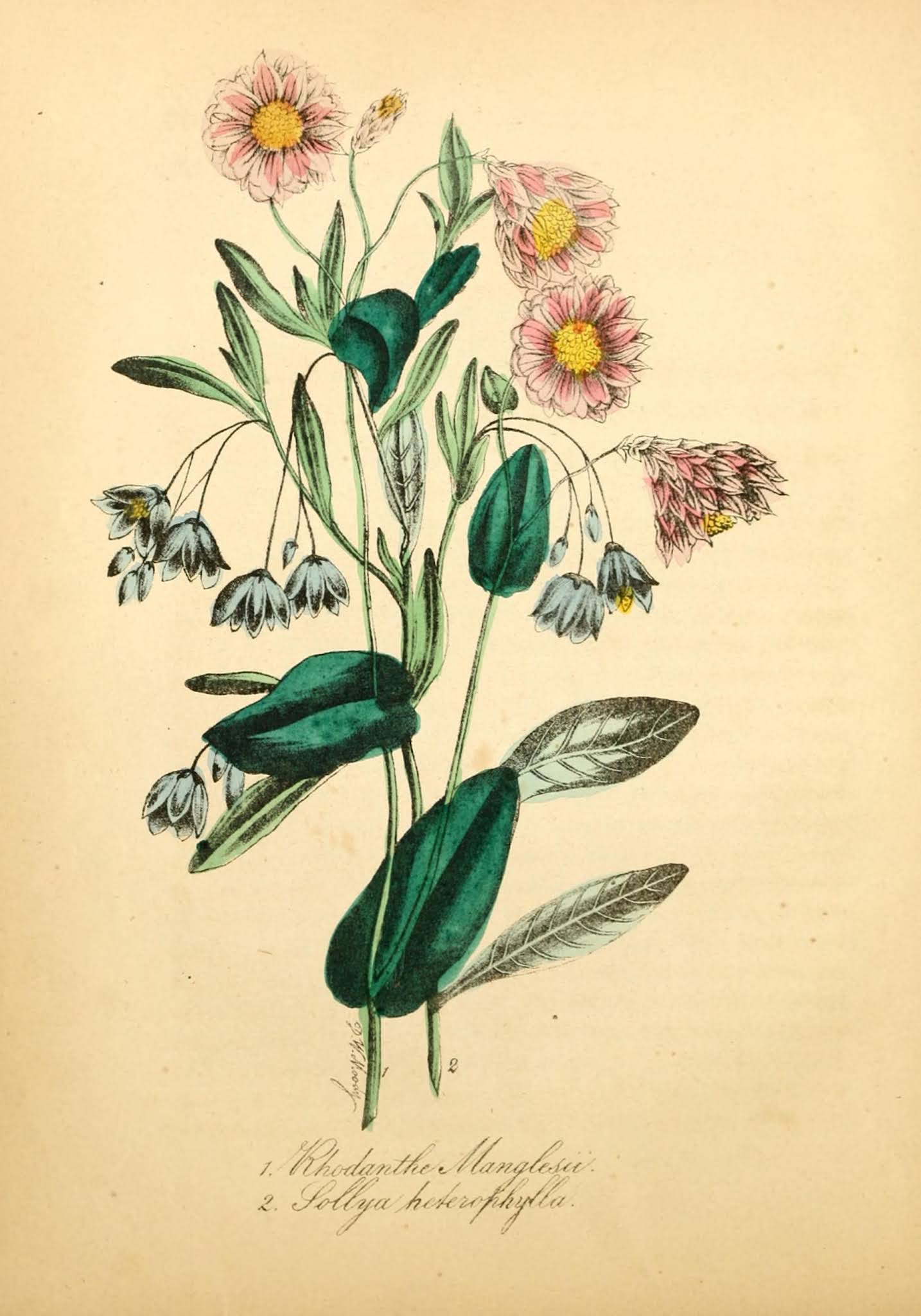 The American flora or history of plants and wild flowers New York 1855
