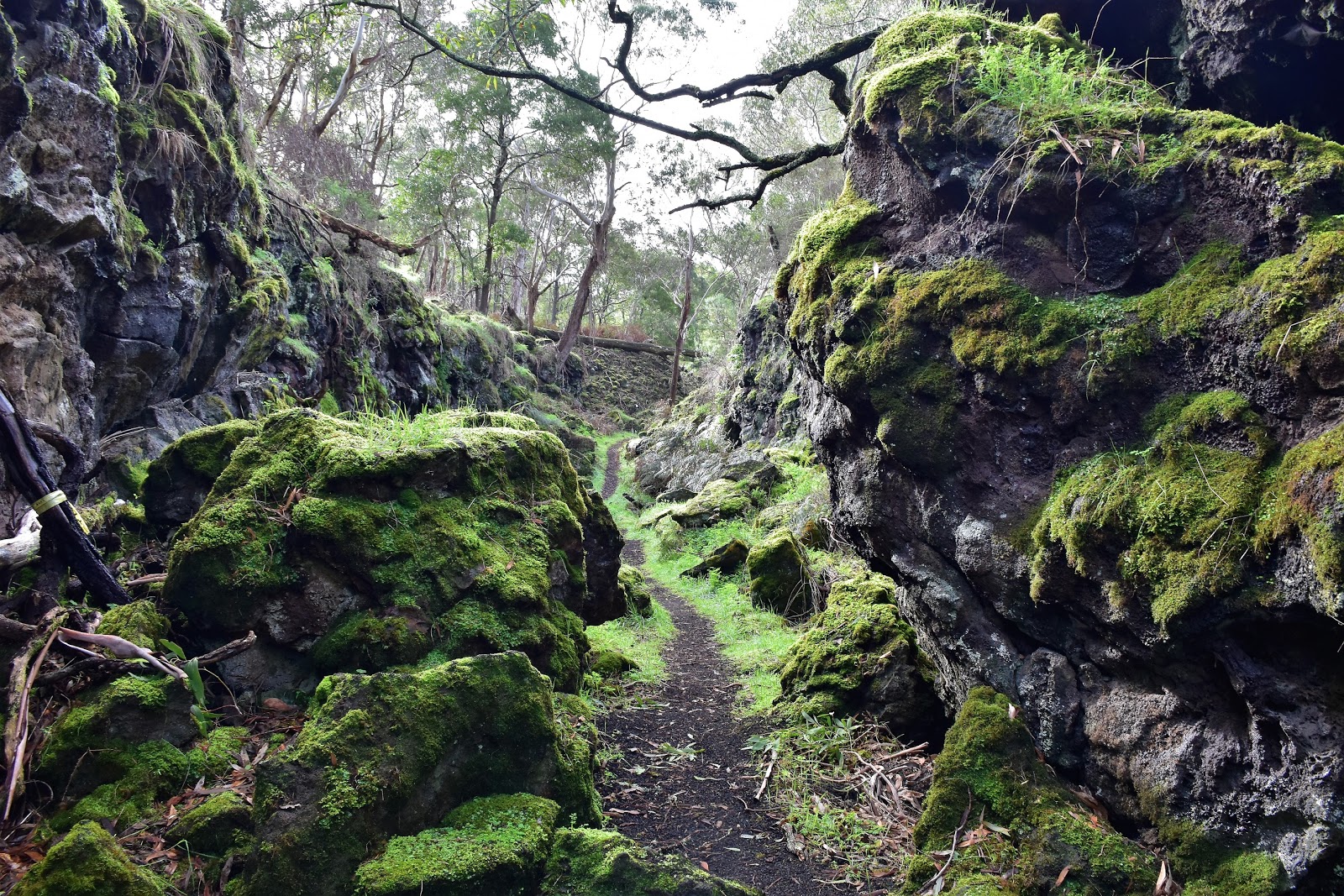 Goin' Feral One Day At A Time: Mt Eccles Lava Tubes, Budj Bim National ...