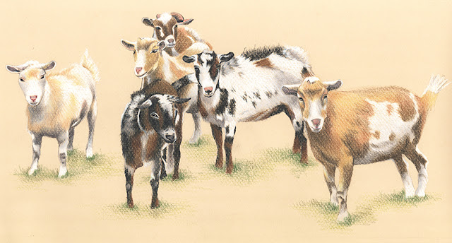 KJF DESIGN Fine Art: Colored Pencil Portrait of Six Goats