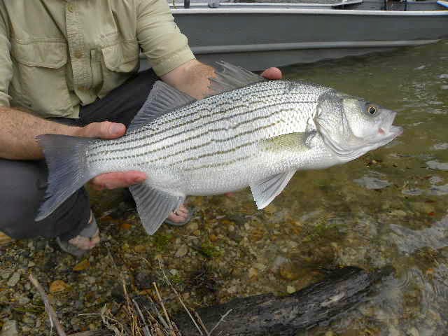 Plateau Journal: Consarnit! Them Fish are Bitin'!