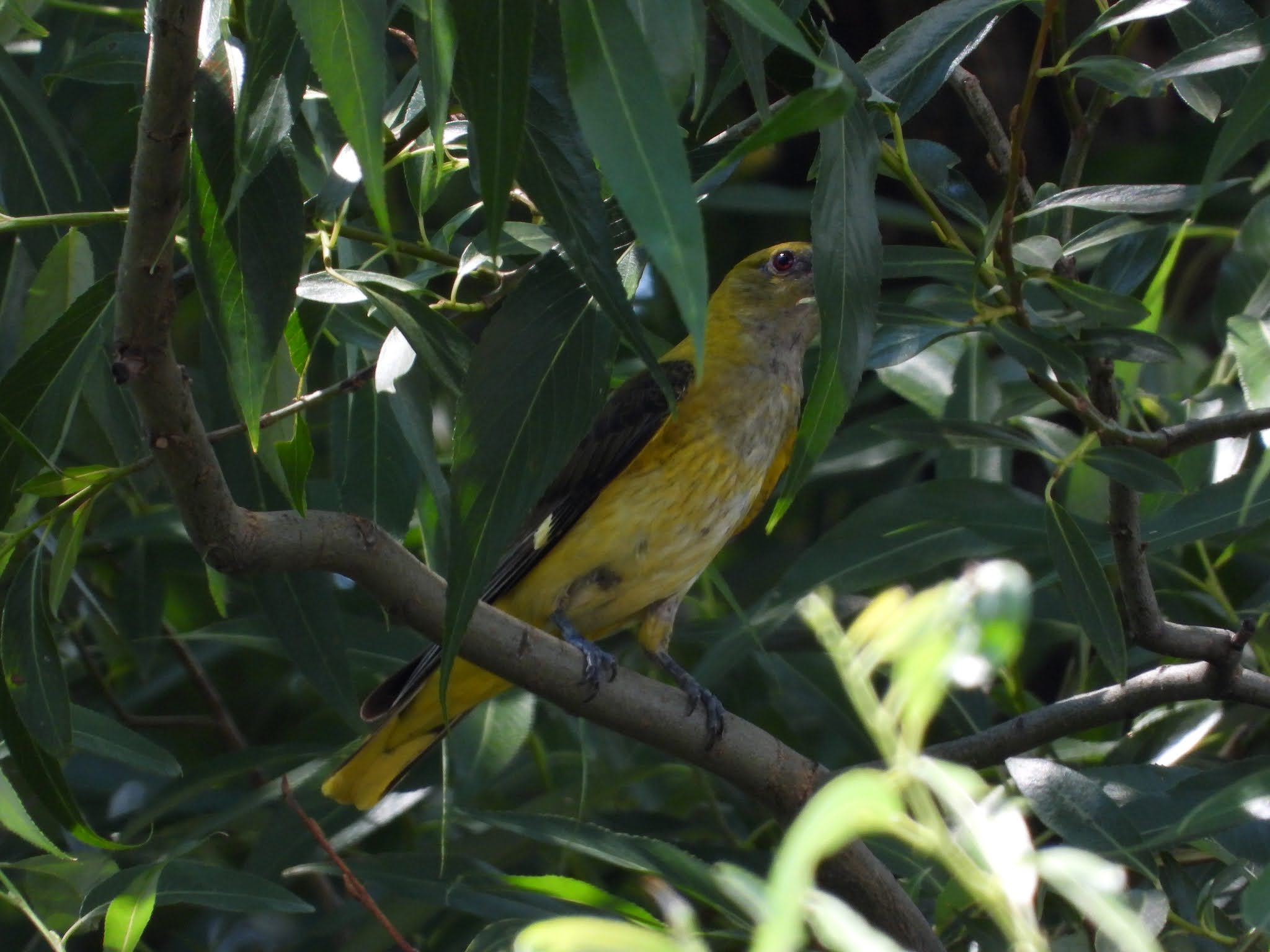 PASARI DIN ROMANIA: GRANGUR, Oriolus oriolus