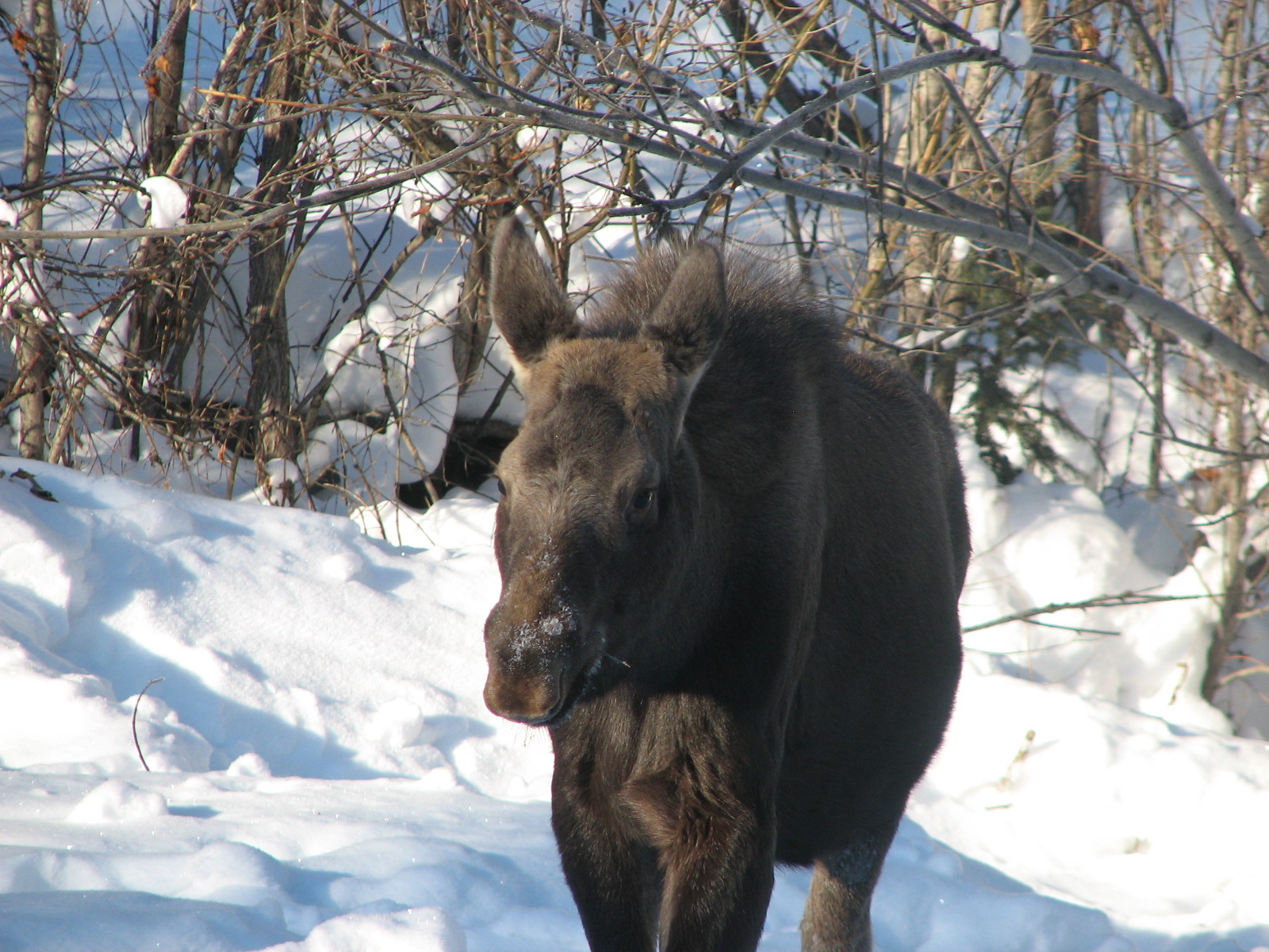A Family is an Adventure: Baby Moose Smells the Roses...