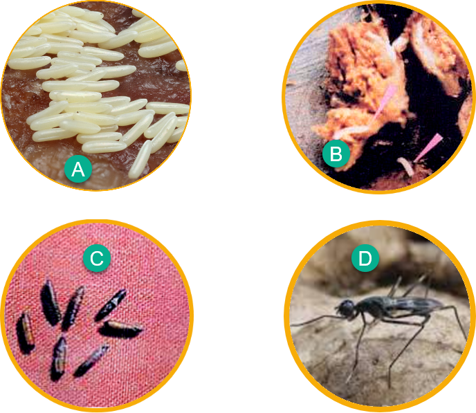 How to control Mimegralla coeruleifrons Macquart rhizome fly in ginger ...