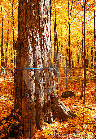 Arce del azúcar (Acer saccharum) - Frutas del mundo