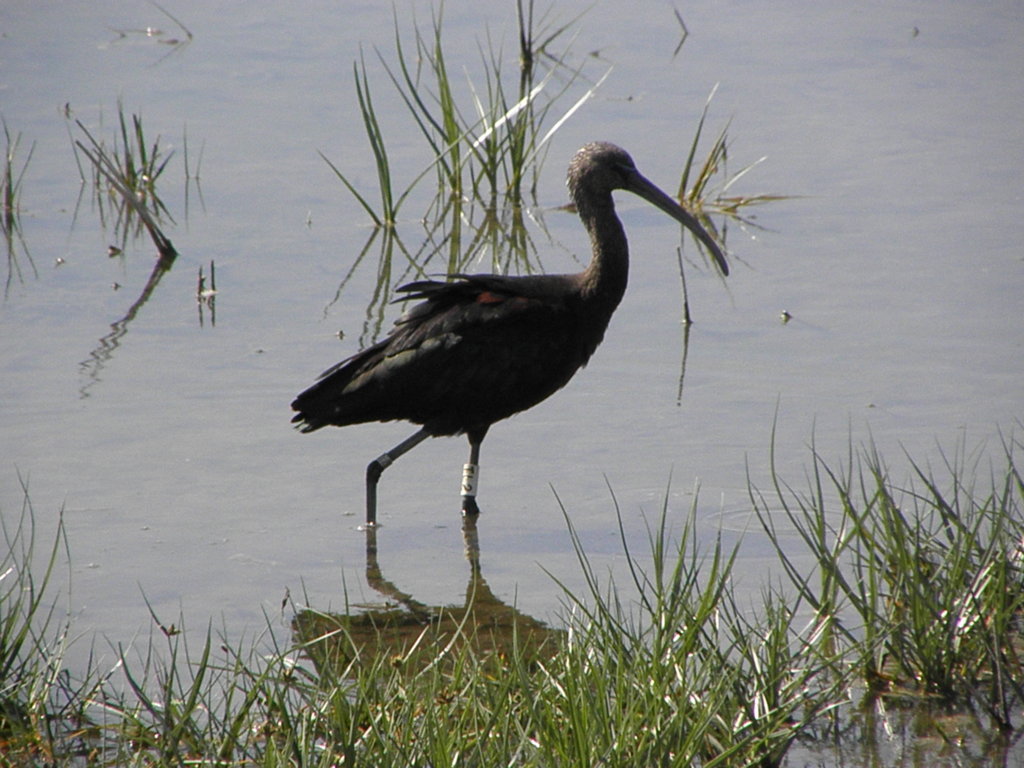 MINI NATURALEZA: MORITO