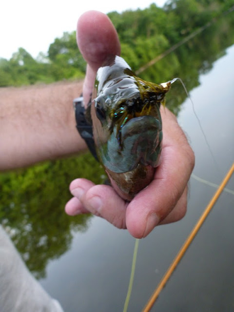 Troutrageous! Fly Fishing & Tenkara Blog: How Hot Is Too Hot?
