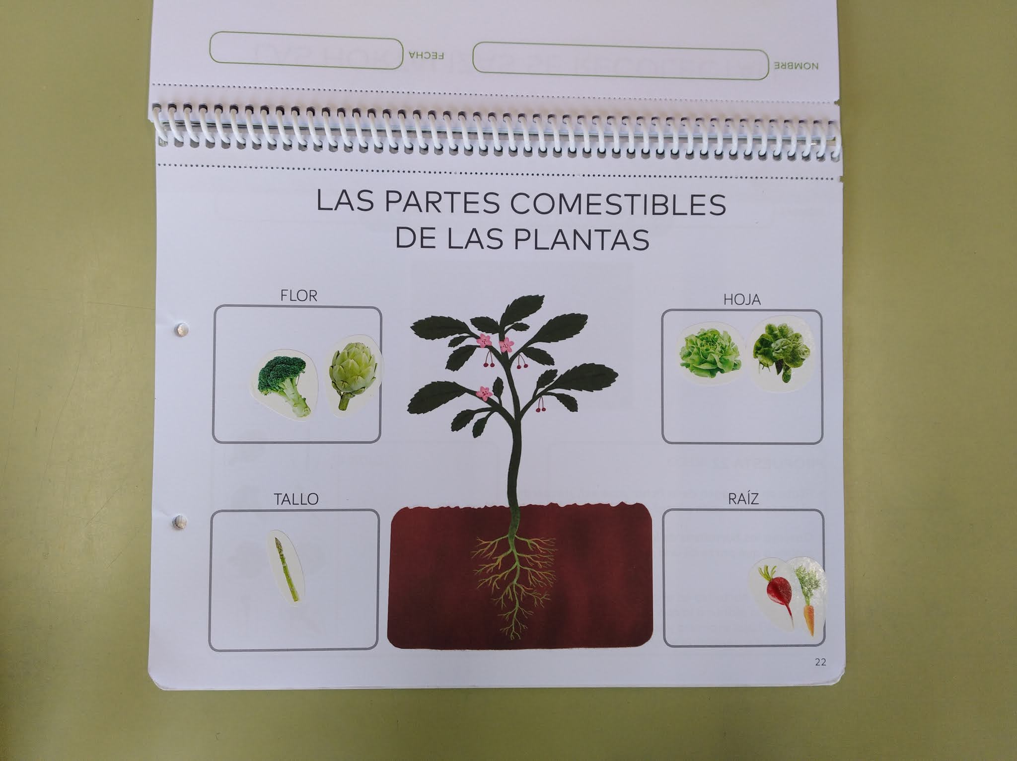 Jesús Cancio Primer Nivel: LAS PARTES COMESTIBLES DE LAS PLANTAS