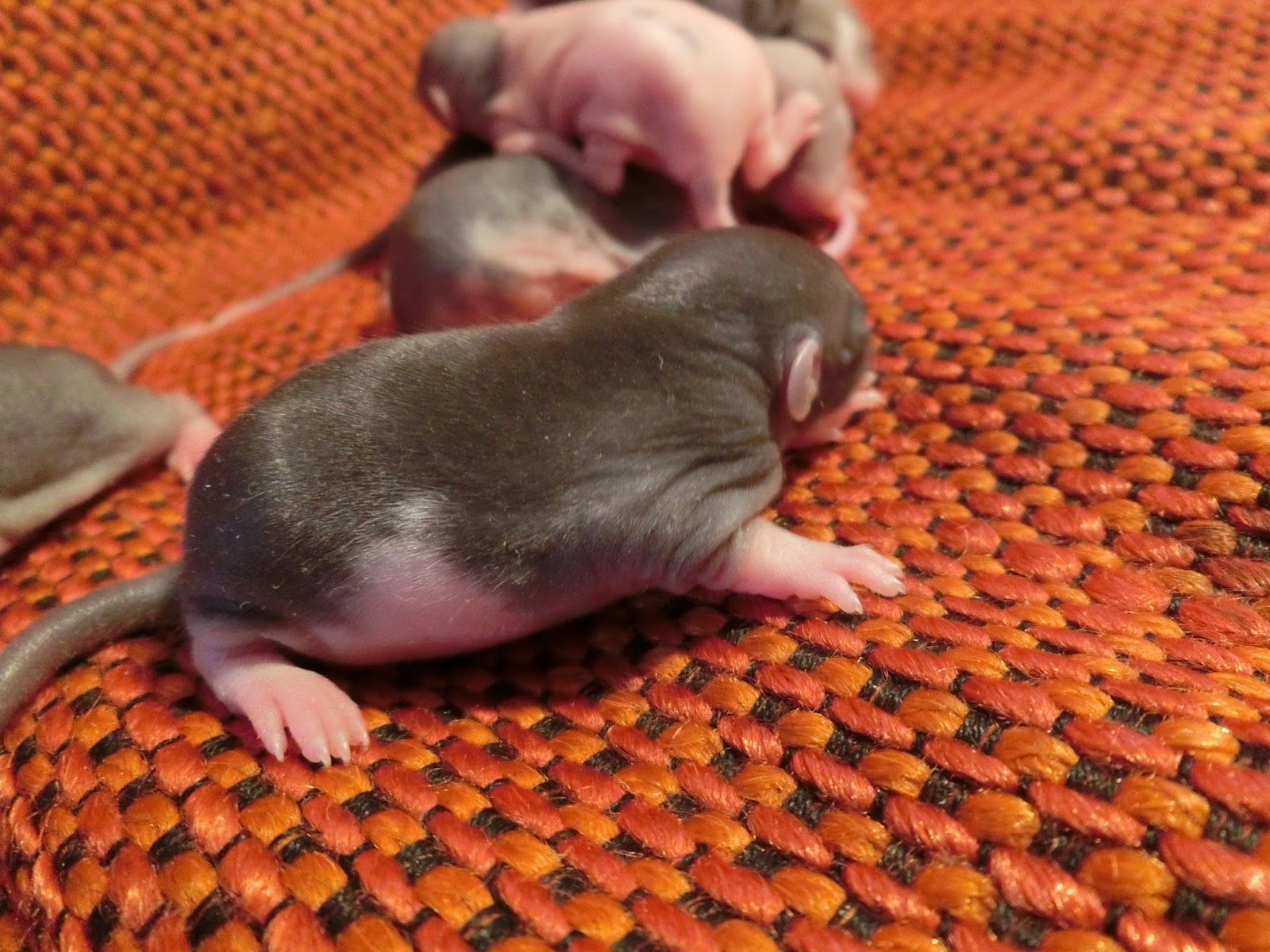 Nau speak: Baby Rat Growth & Development Part 1: the first 10 days