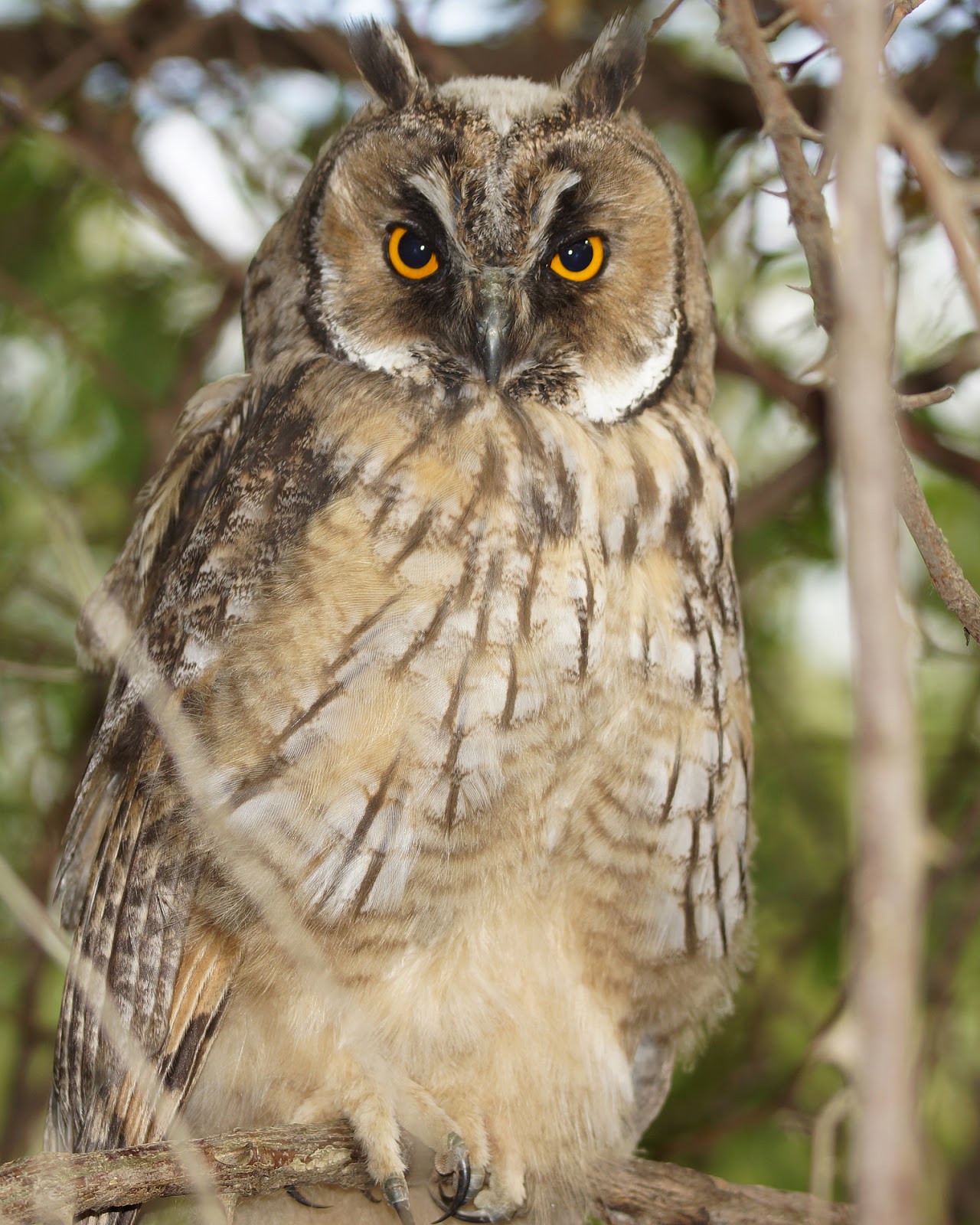 Pasión por las aves: Búho chico.(Asio otus)