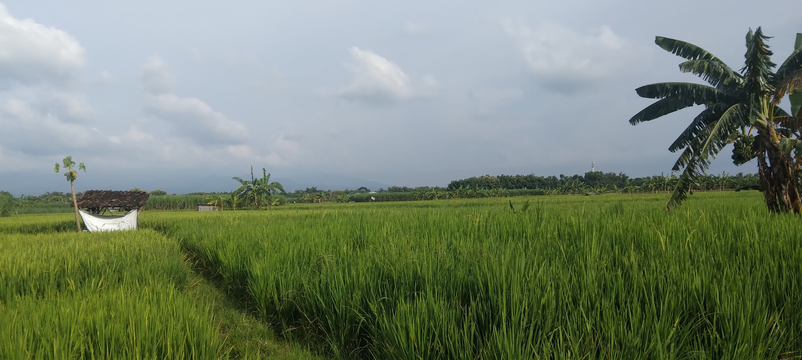 ApdetBos: Pemandangan Persawahan Tanaman Padi Yang Mulai Jebul Buluh ...