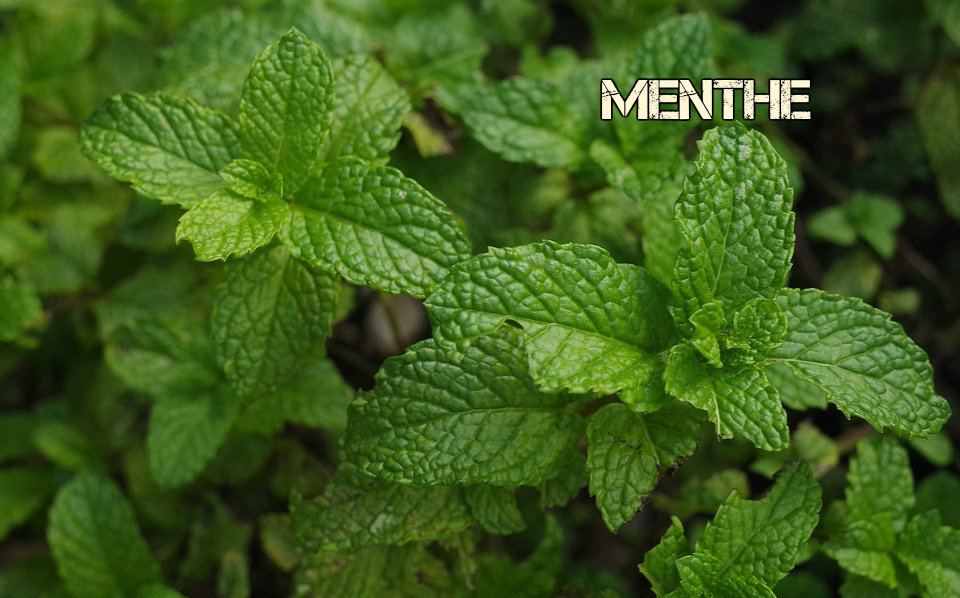 Menthe : Propriétés, Indications, Usages, Synergies, Précautions - Zone ...