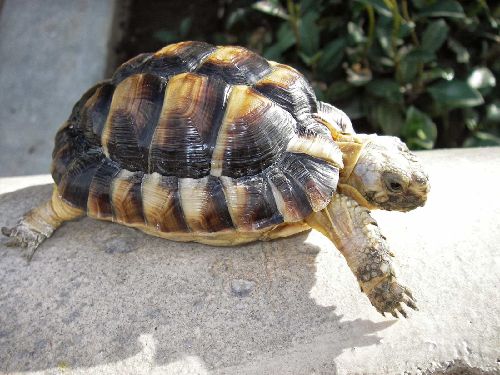 Rules of the Jungle: The Egyptian Tortoise