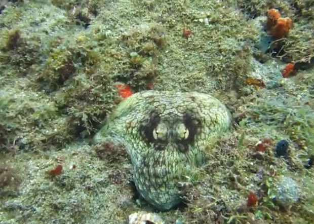 Polvo surpreende mergulhador com camuflagem incrível no Caribe | C News
