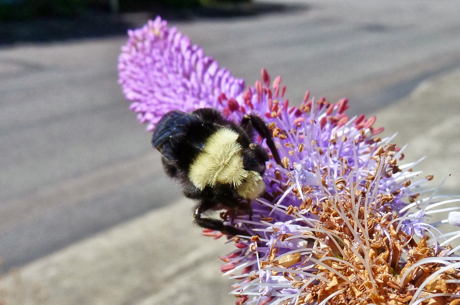 Bees, Birds & Butterflies: The Mystery of the Funny-colored Bees