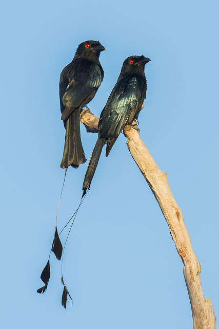 Greater Racket Tailed Drongo - ARUNACHALA BIRDS