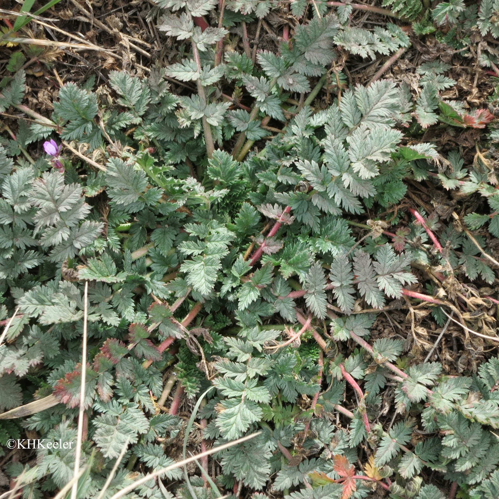 A Wandering Botanist: Plant Story--redstem stork's bill, Erodium ...
