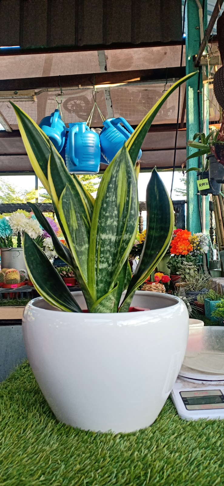 BUMI HIJAU NURSERY (002279488-D): Pasu Viral