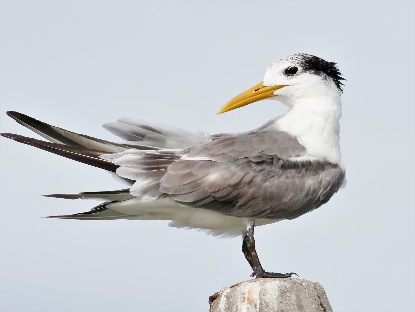 Ron-Nature-Adventures: Great Crested Tern (Thalasseus bergii)