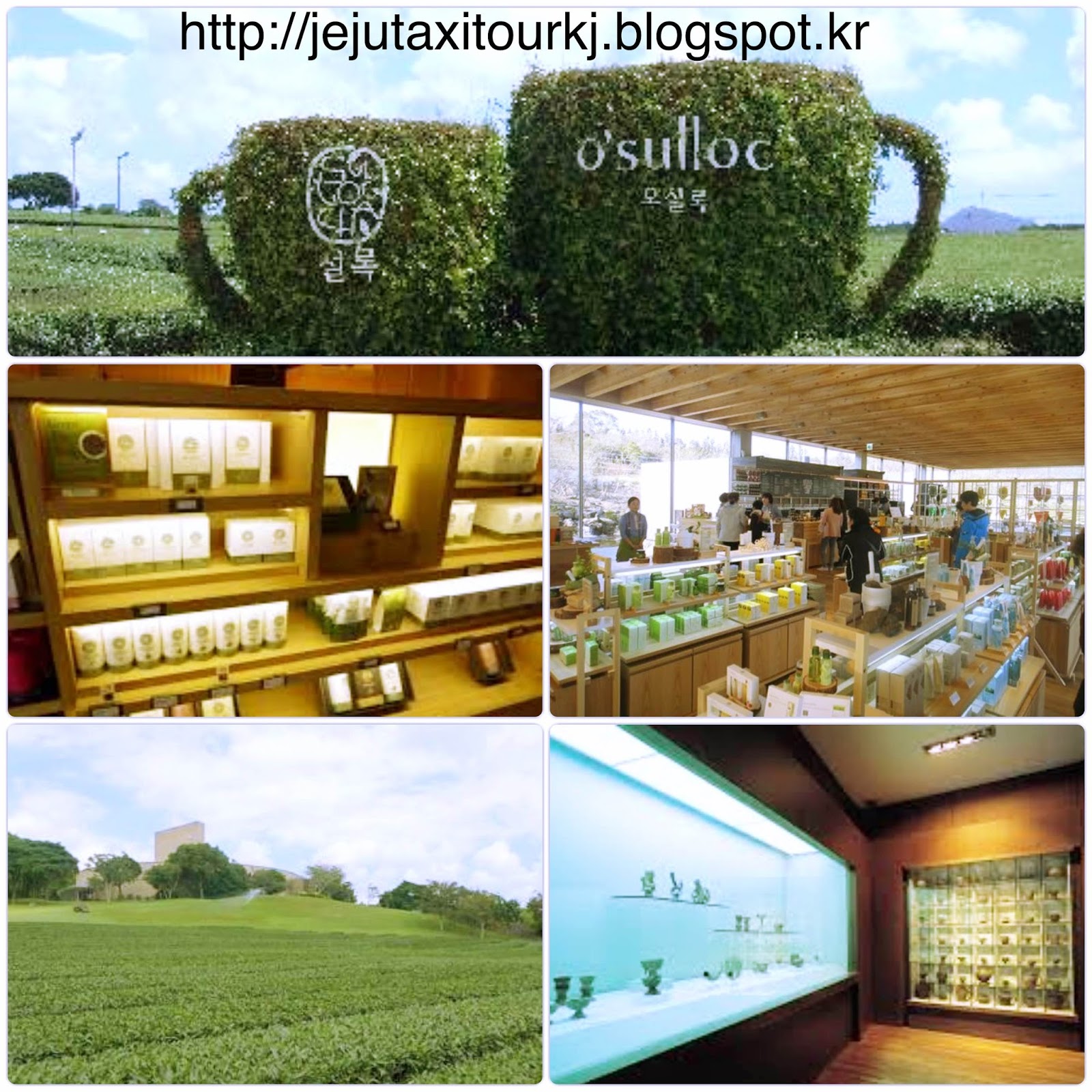 [ JEJU TAXI TOUR KJ ]: (West) O'sulloc tea museum 哦！雪绿茶博物馆 오설록 티뮤지엄