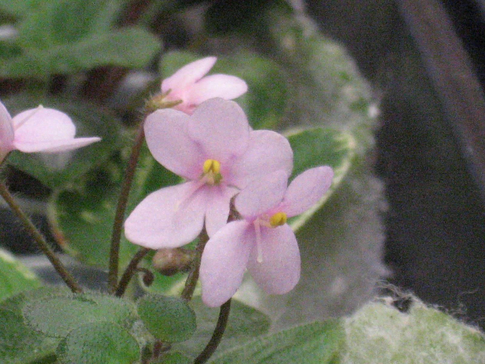 Shanti's African violets: Featured violet: Pixie Luv