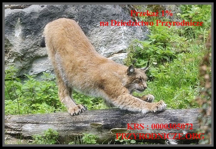 Beszamel i spółka bez ograniczeń: Podrząd Castorimorpha ...