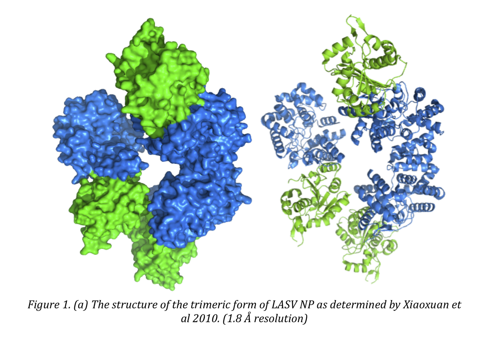 Cap Binding and Immune Evasion Revealed by Lassa Nucleoprotein ...