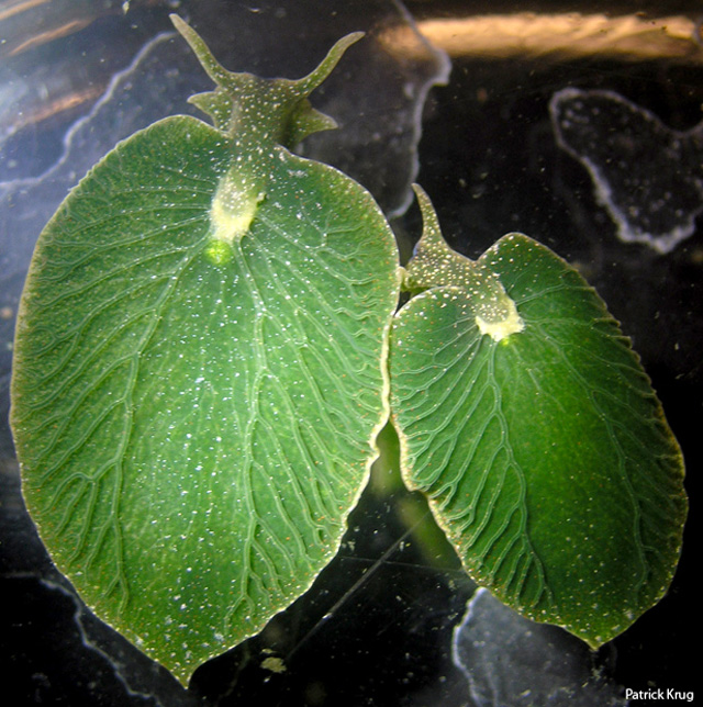 Bolide News: Scientists prove how the brilliant-green sea slug ...