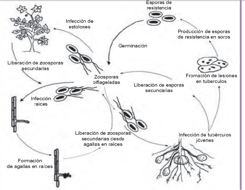 Plantas rioMoros: febrero 2020