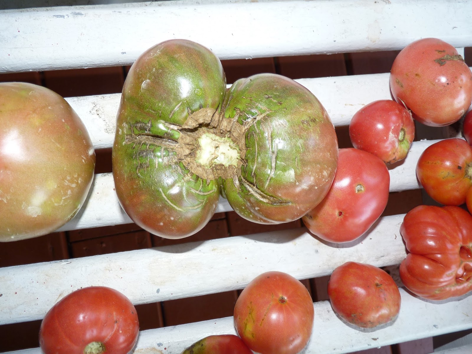 Granny Sue's News and Reviews: Ugly Tomatoes