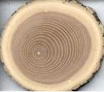 madera dura - madera de cedro - tipos de madera dura y blanda