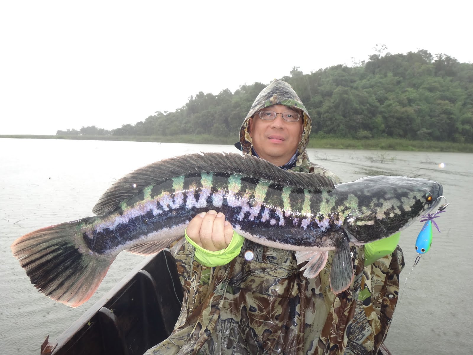 Thailand Giant Snakehead (Toman) And Wild Fishing.: The Broken Rod ...