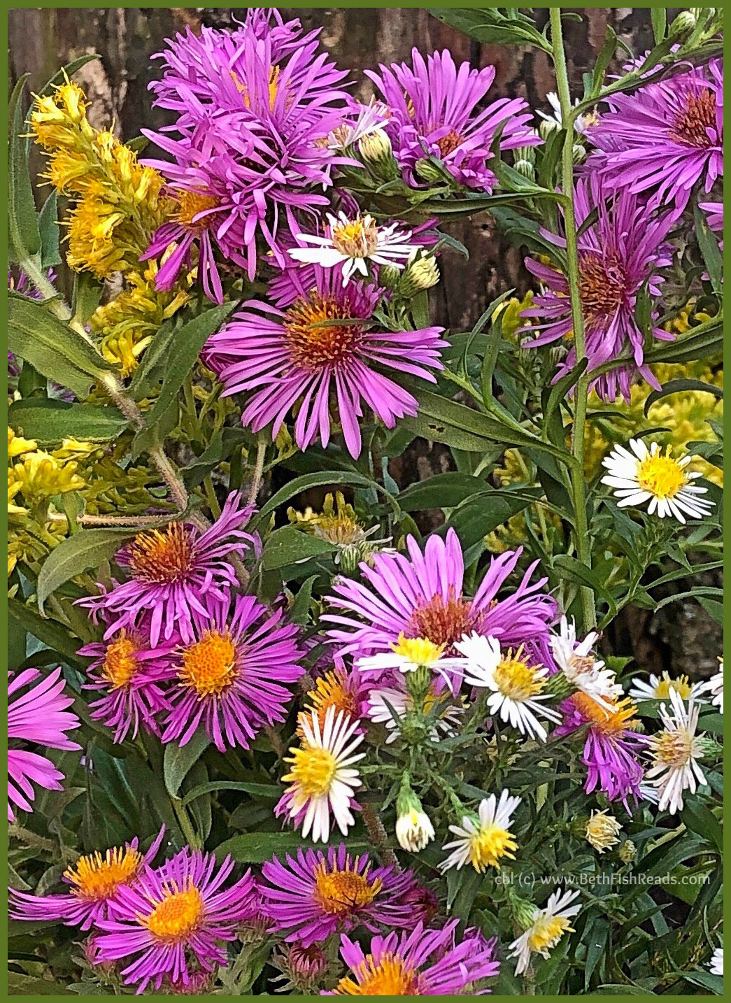 Beth Fish Reads: Wordless Wednesday 541