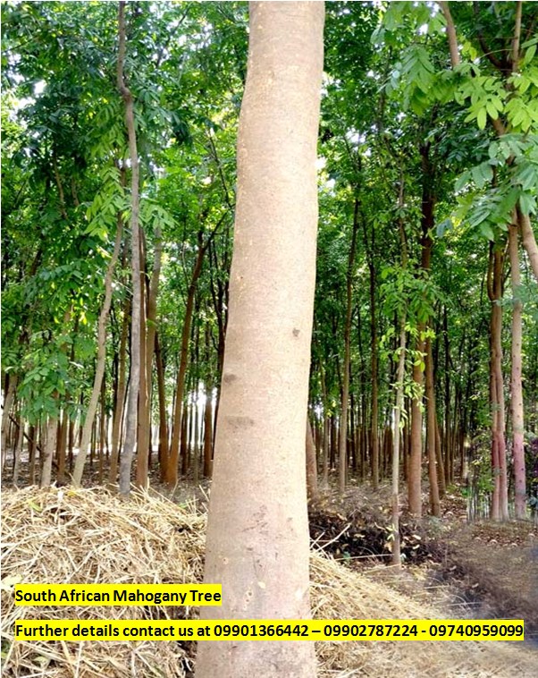 AFRICAN MAHOGANY : Mahogany Tree