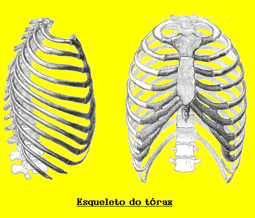 Anatomia Humana: Sistema esquelético - Esqueleto do tórax