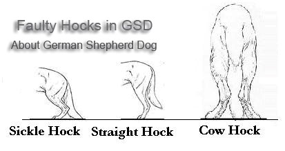 Ultimate German Shepherd Guide - Puppies Behavior Study, Raising ...