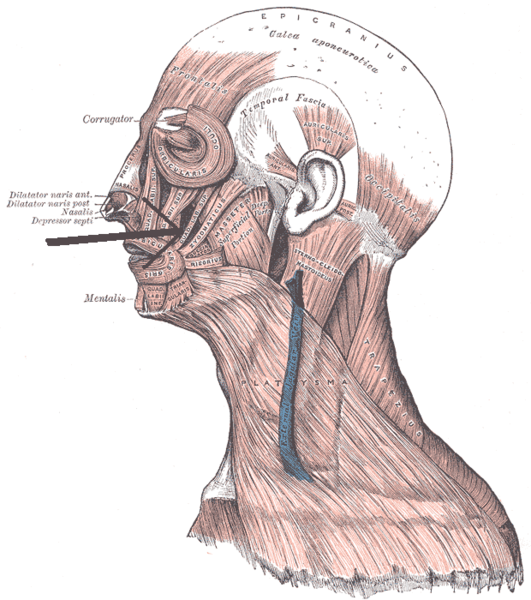 New Voice, New Career: Anatomy and Physiology series: Facial musculature