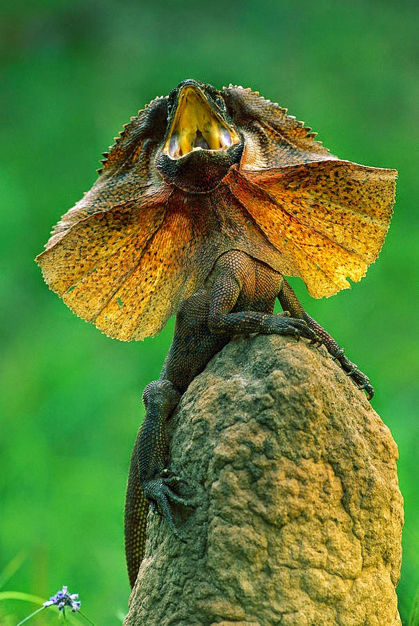 ΚΡΟΣΣΩΤΗ ΣΑΥΡΑ (FRILLED LIZARD) photos - wallpapers (ανανεωμένο) | the ...