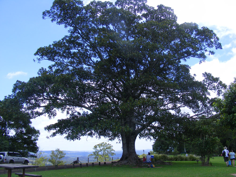 Days on the Claise: Big Fig