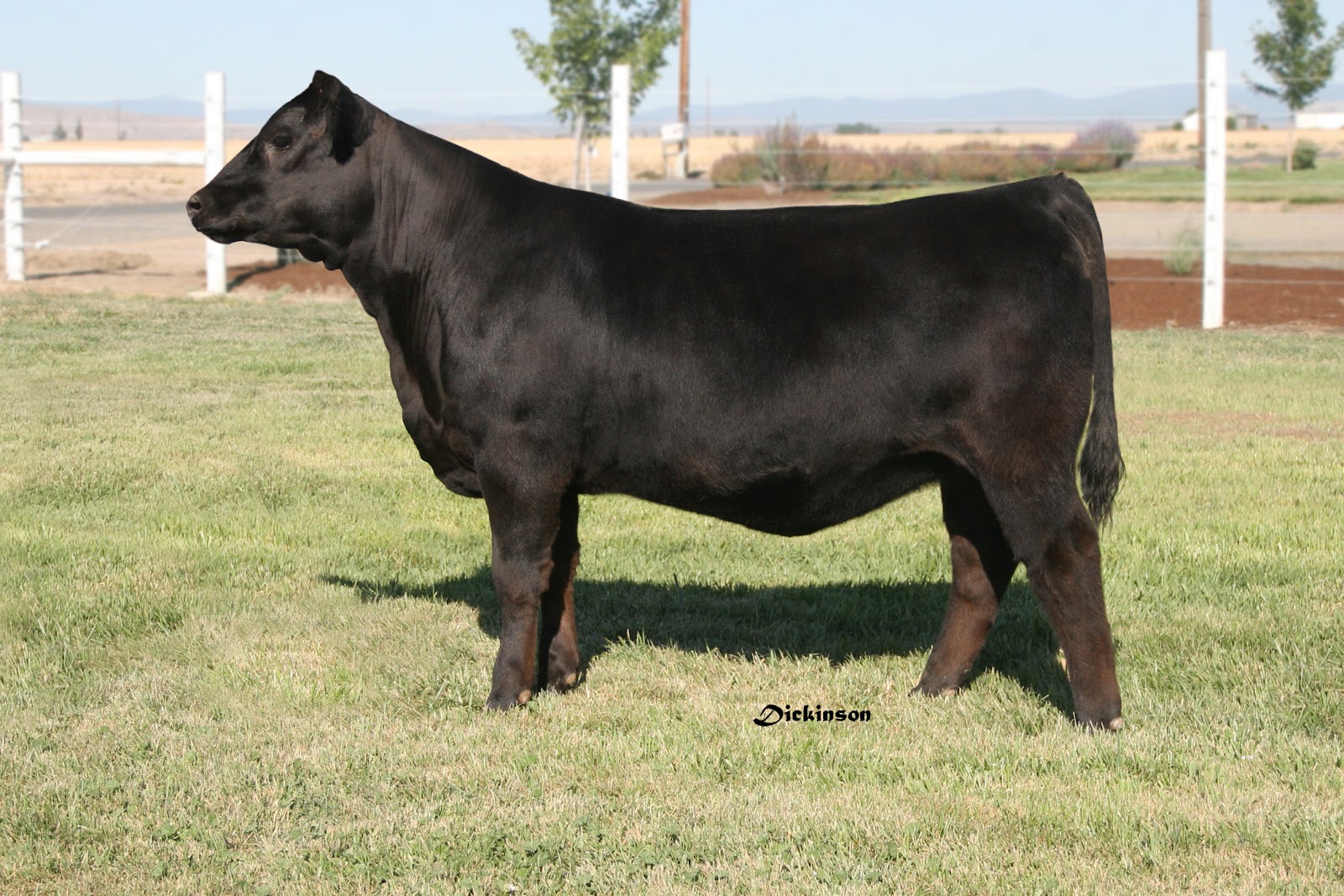 Executive Sires, Inc.: Gohr Angus - Lot 8 - Massive Angus Show Heifer ...