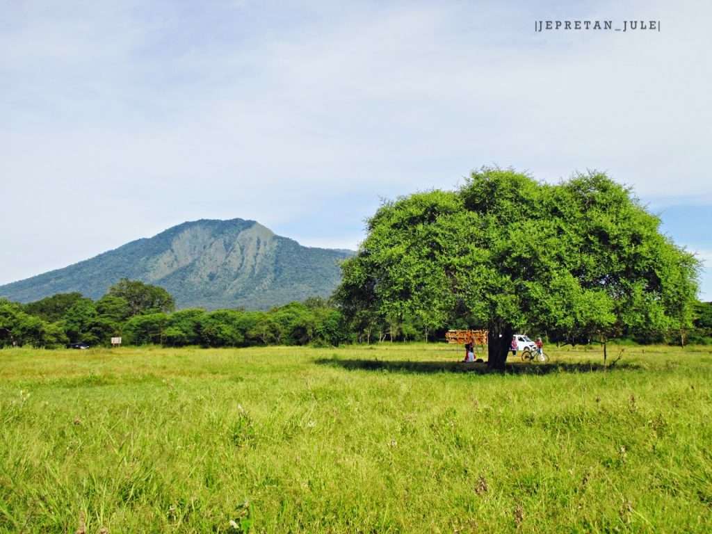 Taman Nasional Baluran, Keindahan Afrika Di Pulau Jawa | Travelling ...