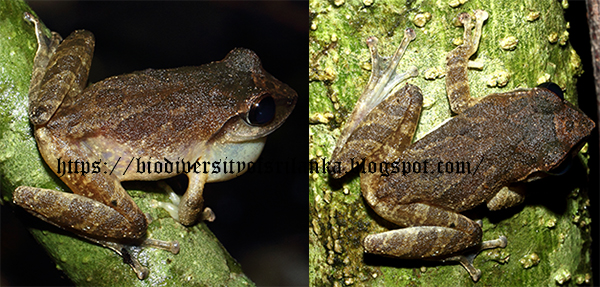 Biodiversity of Sri Lanka: මුක්කං හොඹු ඇති පඳුරු මැඩියා/Pug nosed Shrub ...