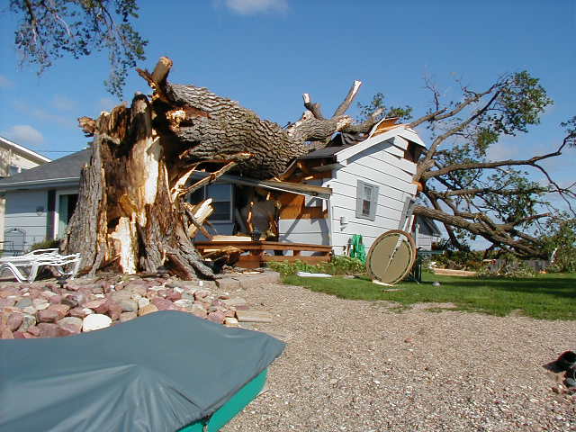 Adrift On The Lake: The attack of the cottonwood trees