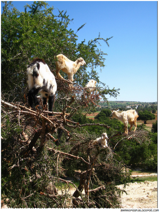 Kambing Panjat Pokok Untuk Cari Makan. - Gaban Comel